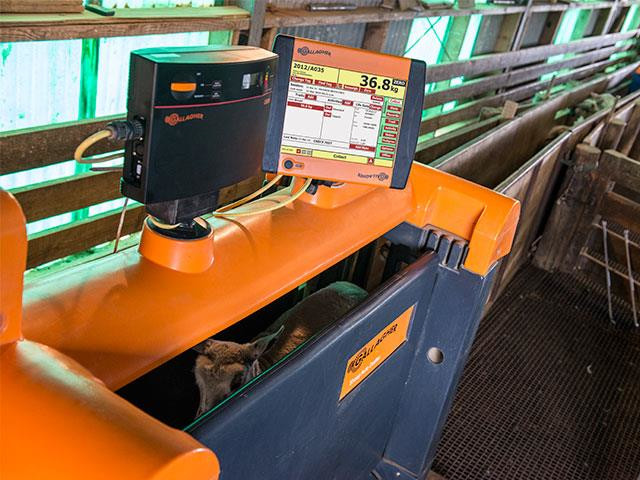 Sheep Auto Drafter | EKOTARIM Hayvan Yönetim Sistemleri