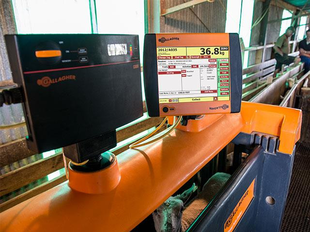 Sheep Auto Drafter | EKOTARIM Hayvan Yönetim Sistemleri